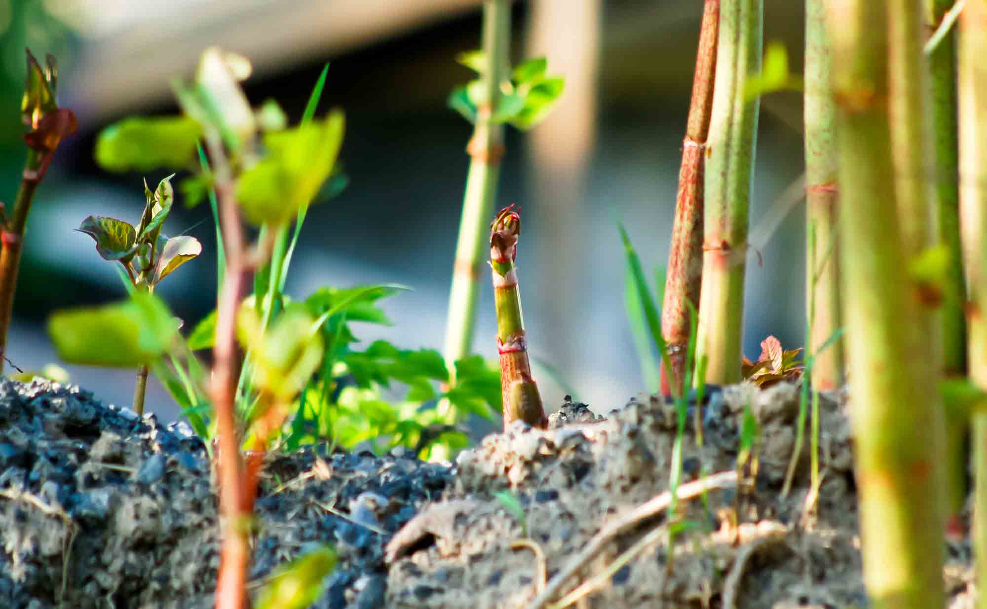 Japanese Knotweed Identification | Soutwest Knotweed